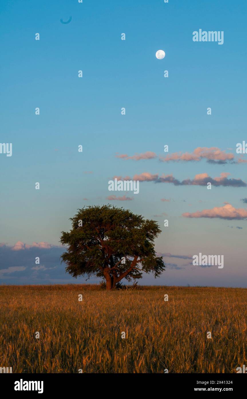 Pampas tree landscape, La Pampa province, Patagonia, Argentina Stock ...