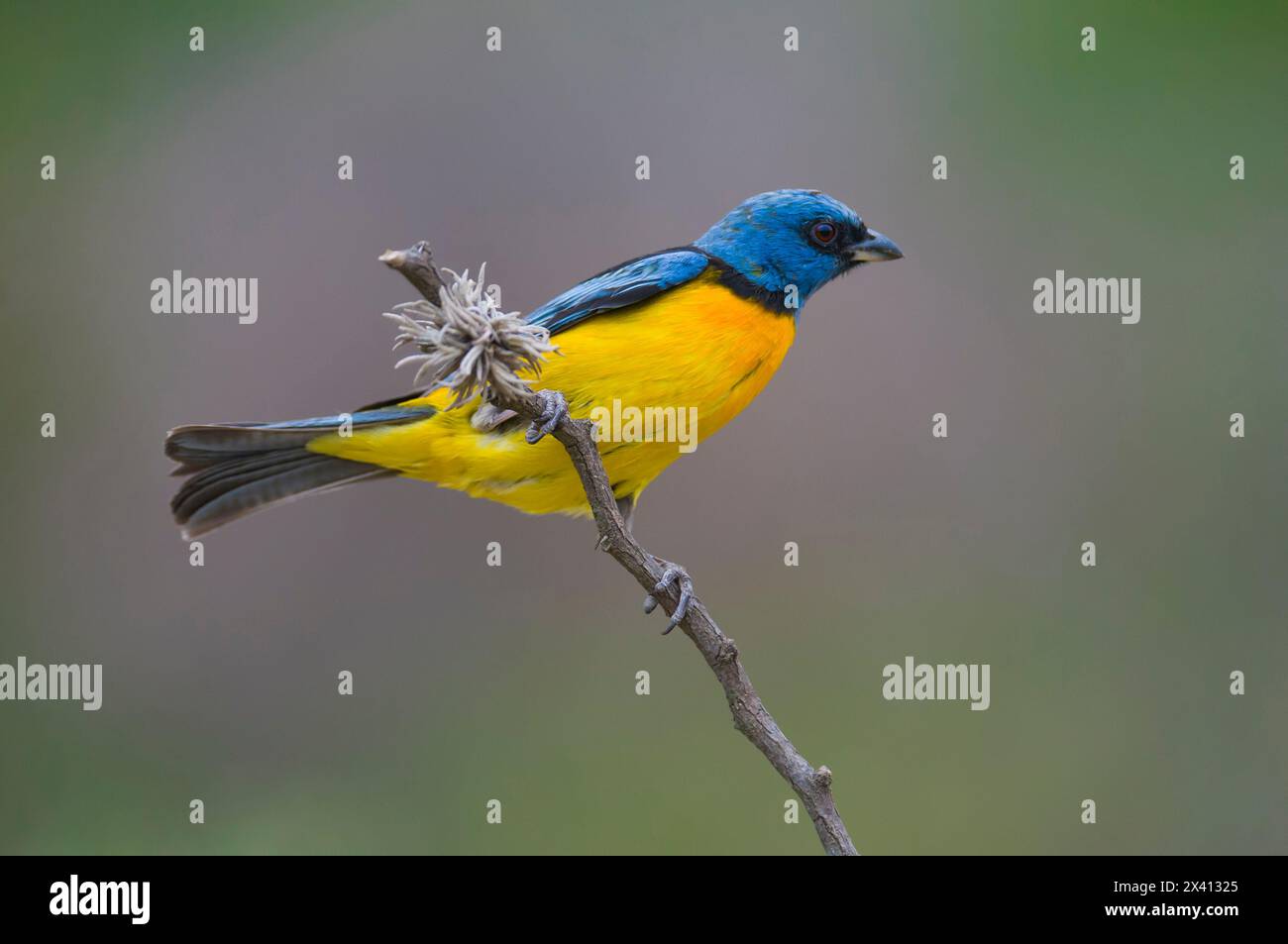 Blue and yellow tanager, Female, La Pampa Province, Patagonia ...