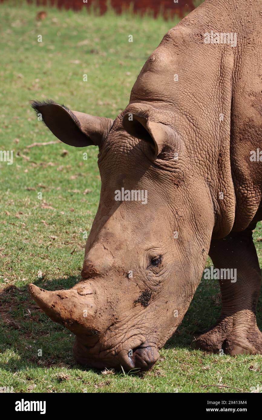 Big Five Safari Experience: Close-up of Portrait White Rhinoceros in ...