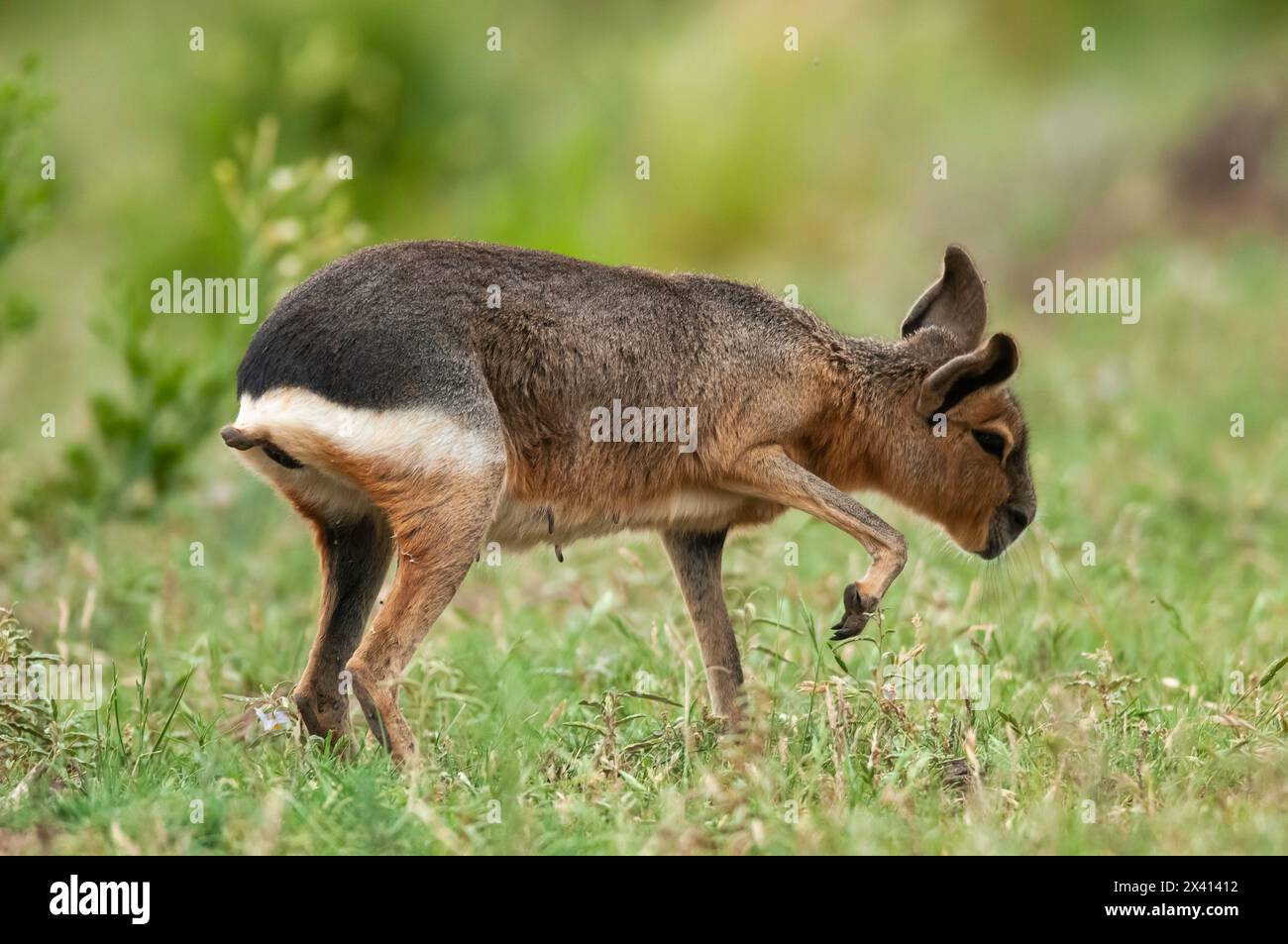 Patagonian cavi, Patagonia Mara, Peninsula Valdes, Patagonia ...