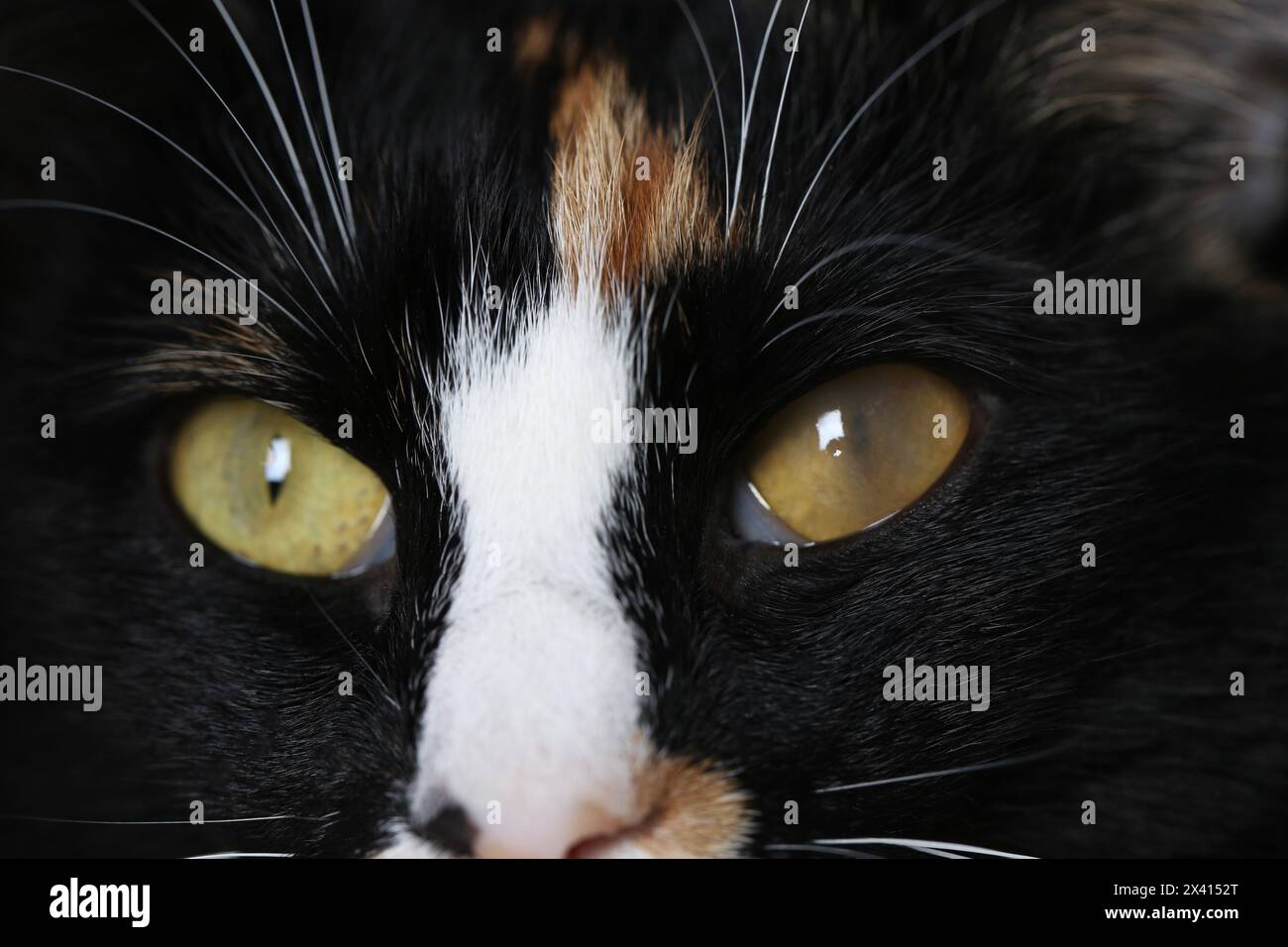 Cute cat with corneal opacity in eye, closeup Stock Photo - Alamy