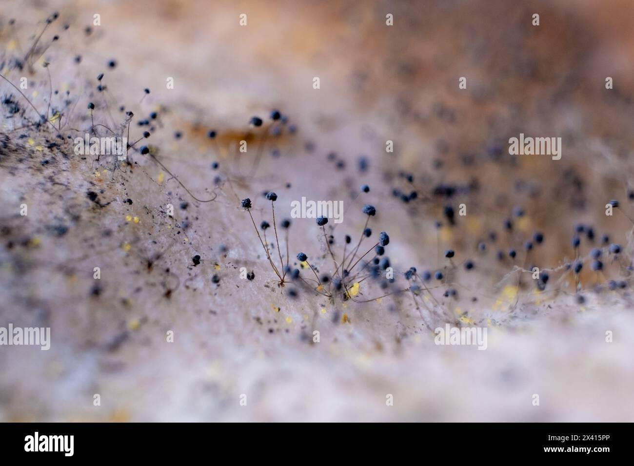 Macro conidia hi-res stock photography and images - Alamy