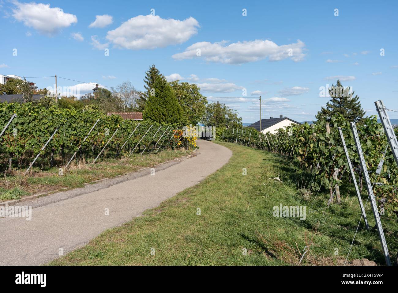 A pathway fades into the distance among the vineyards. The concept of ...