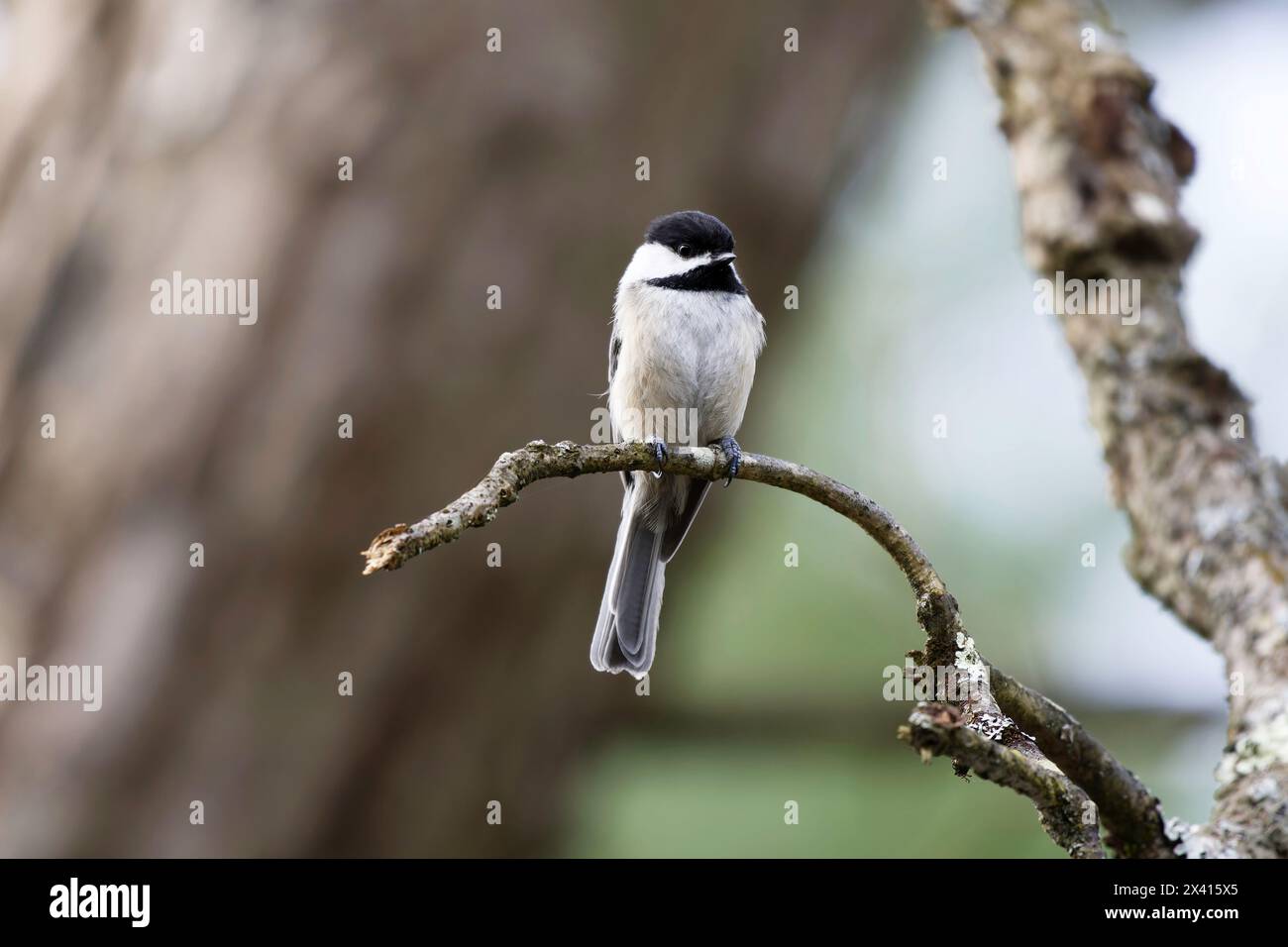 Birds of Pennsylvania , Black-capped Chickadee Stock Photo - Alamy