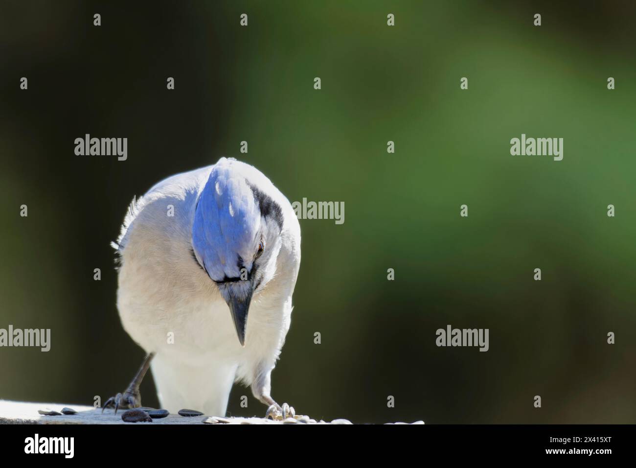 Birds of Pennsylvania, blue jay Stock Photo - Alamy