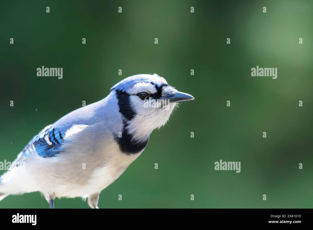 Birds of Pennsylvania, blue jay Stock Photo - Alamy
