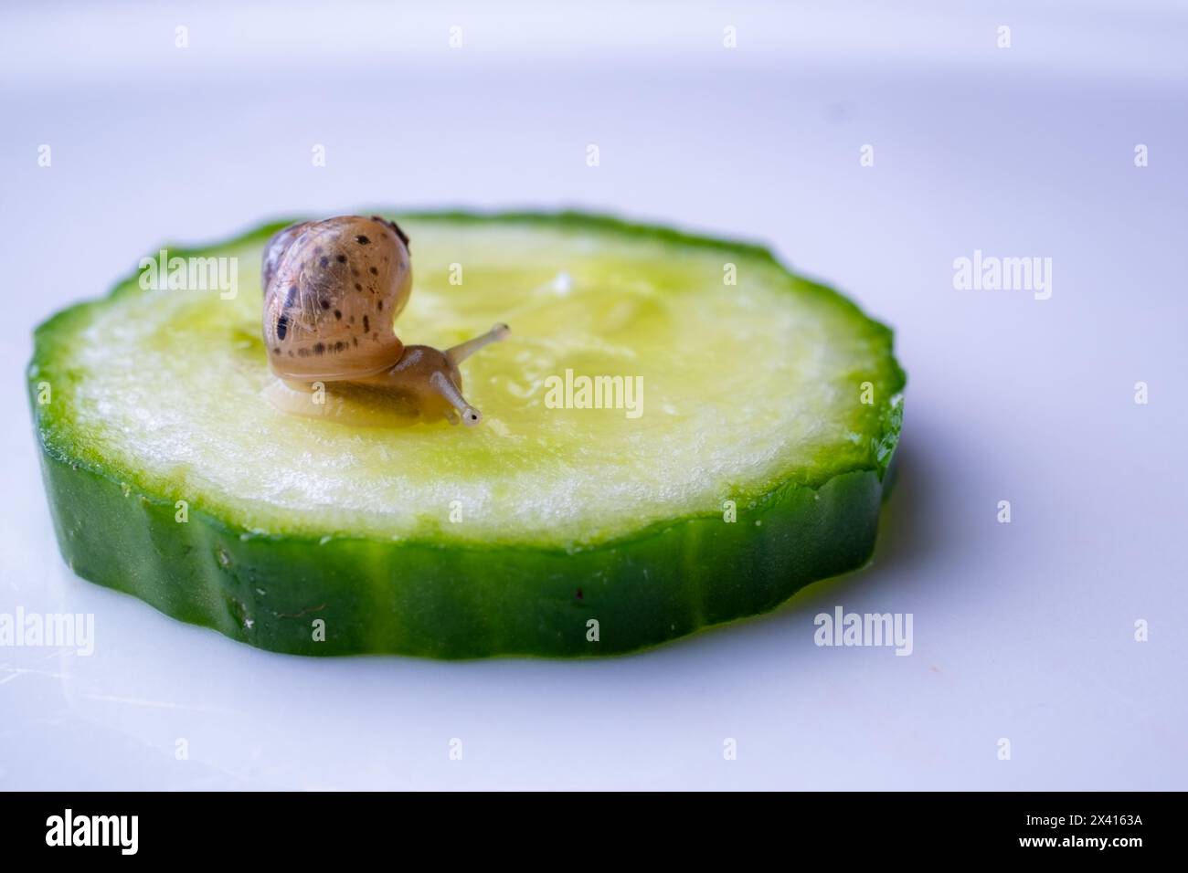 Cucumber spiral hi-res stock photography and images - Alamy