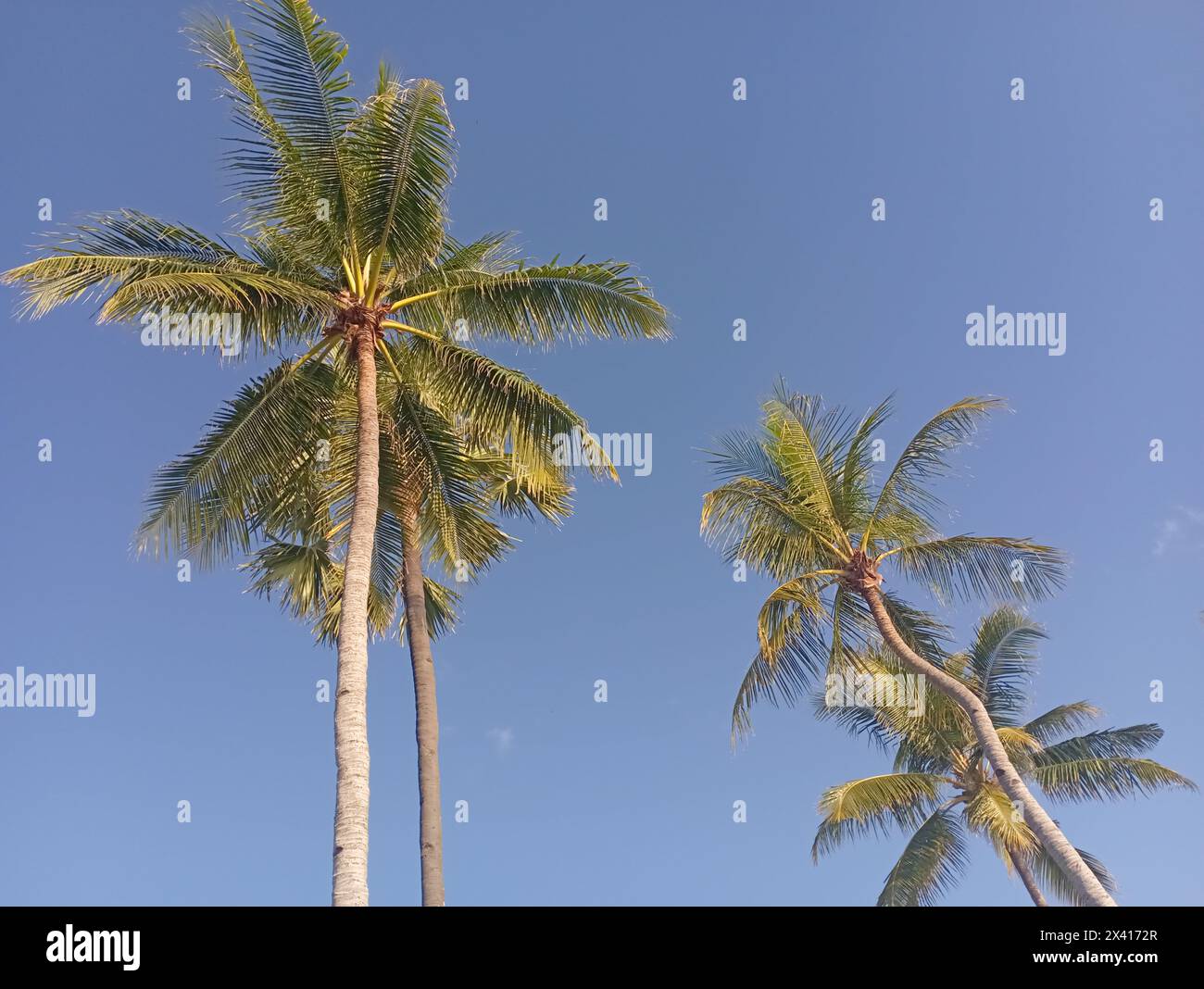 Village with coconut palm trees hi-res stock photography and images - Alamy