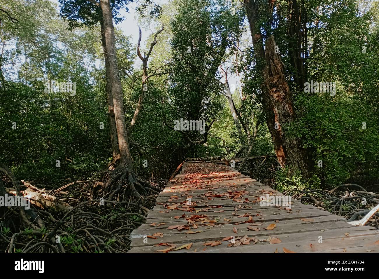 Pedestrian bridge in mangrove forest Stock Photo - Alamy
