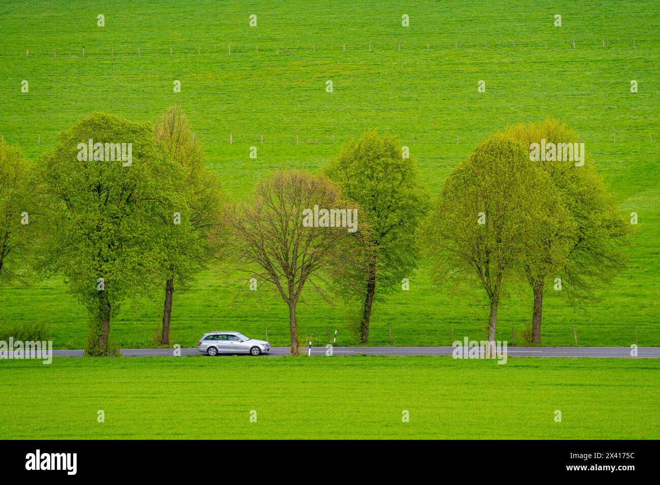 Car on a country road, green fields, meadows, trees line the 2-lane ...