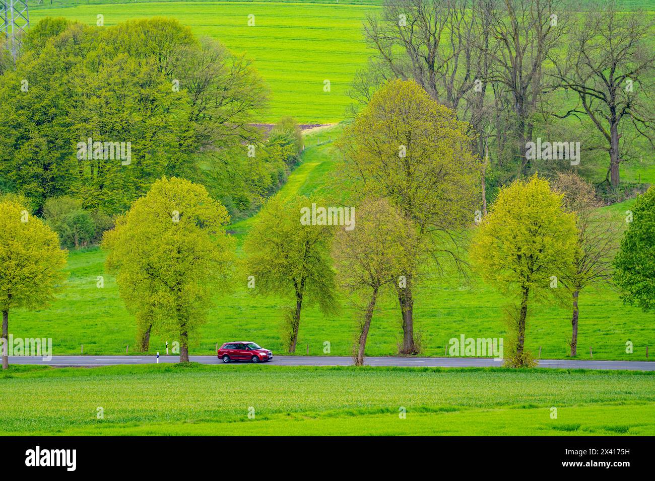Car on a country road, green fields, meadows, trees line the 2-lane ...