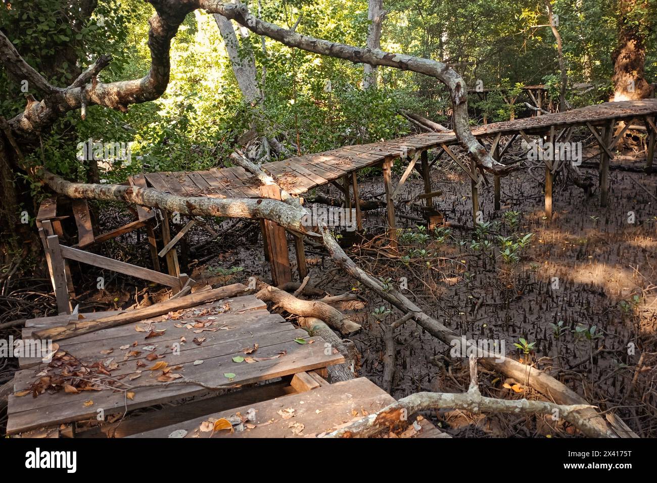 Wooden broken bridge at the mangrove forest Stock Photo - Alamy Wooden broken bridge at the mangrove forest Stock Photo - Alamy