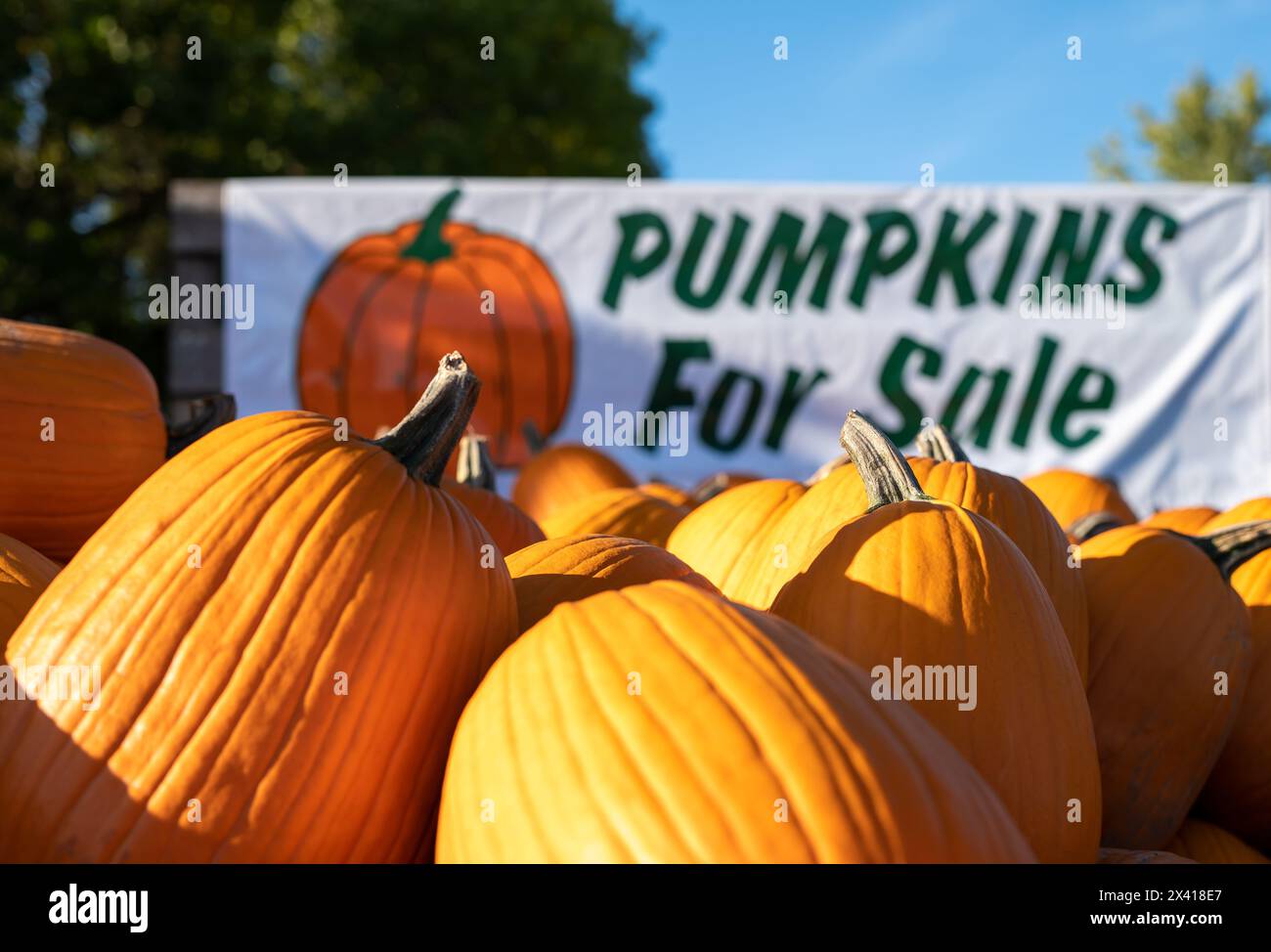Closeup of pumpkins for sale on a trailer at a roadside farm, being ...
