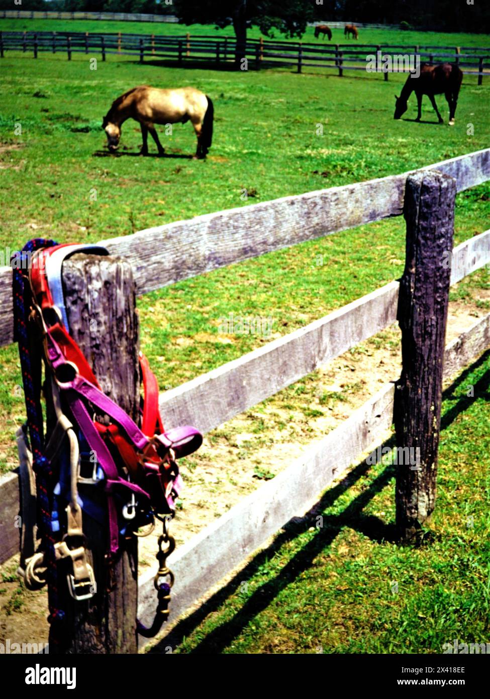 Horses, riding tack, and pasture fence on a quiet day Stock Photo - Alamy
