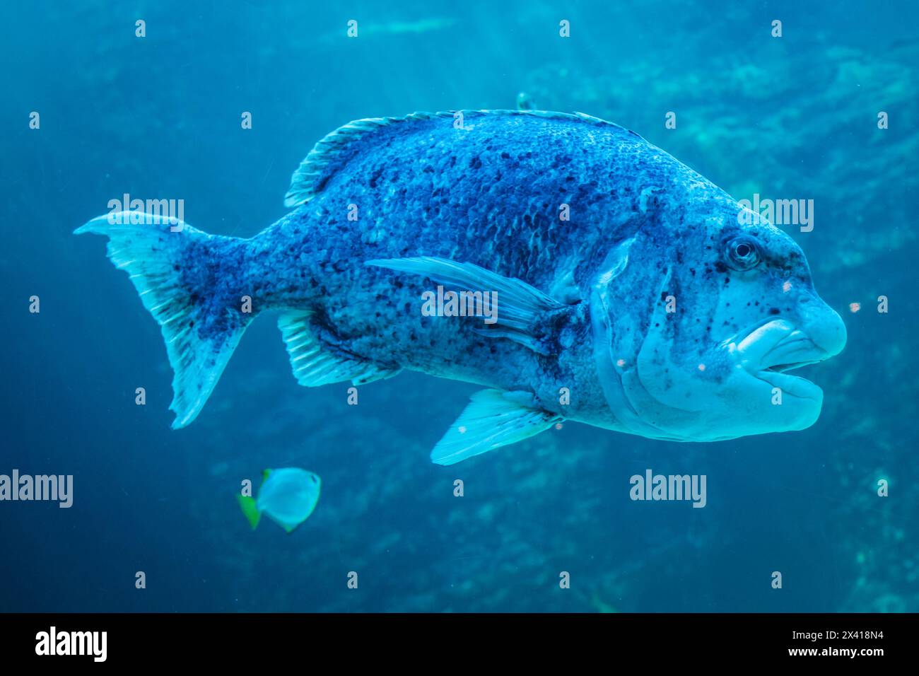 Black musselcracker Cymatoceps nasutus side Stock Photo - Alamy