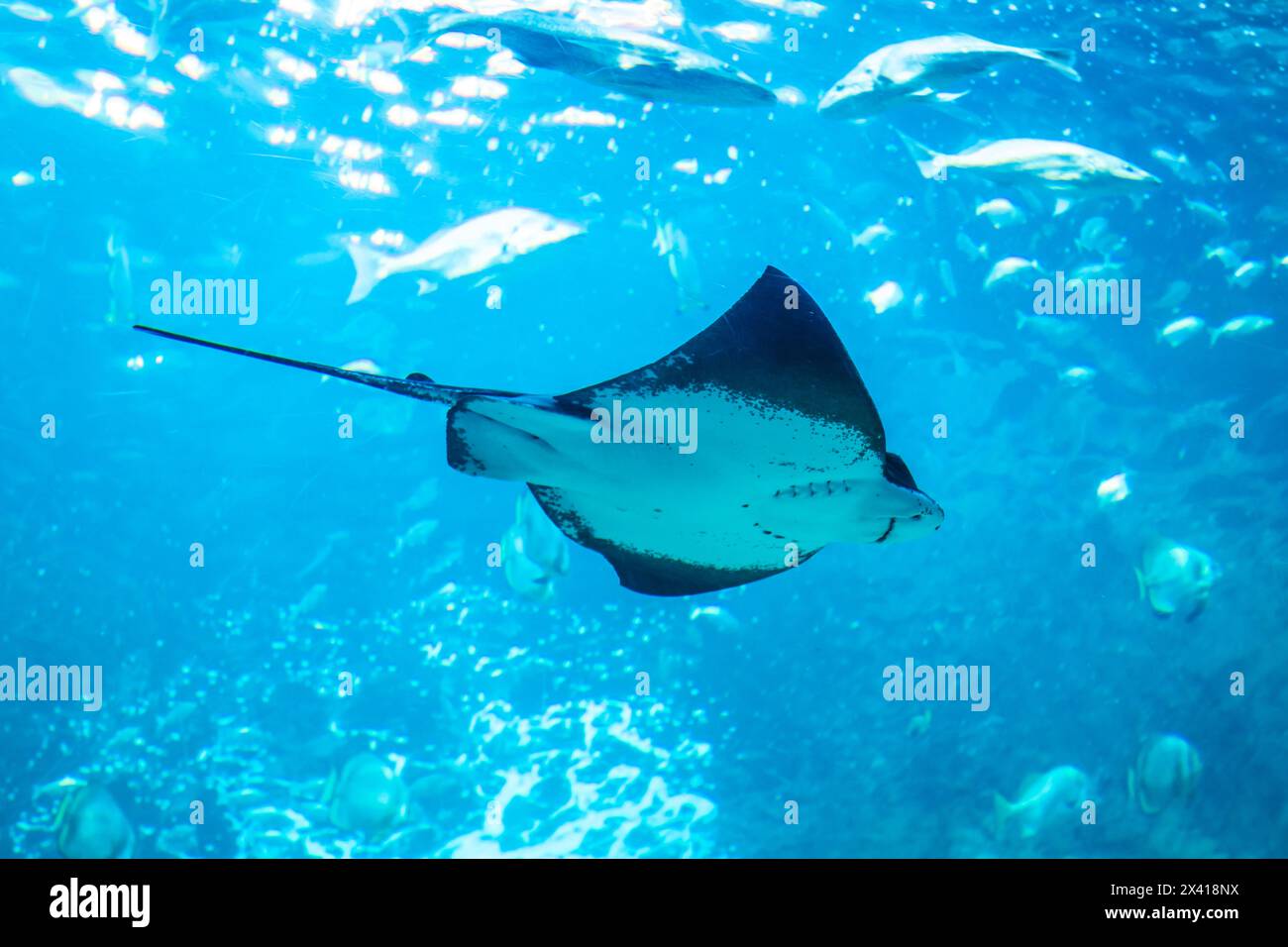 Eagle stingray hi-res stock photography and images - Alamy
