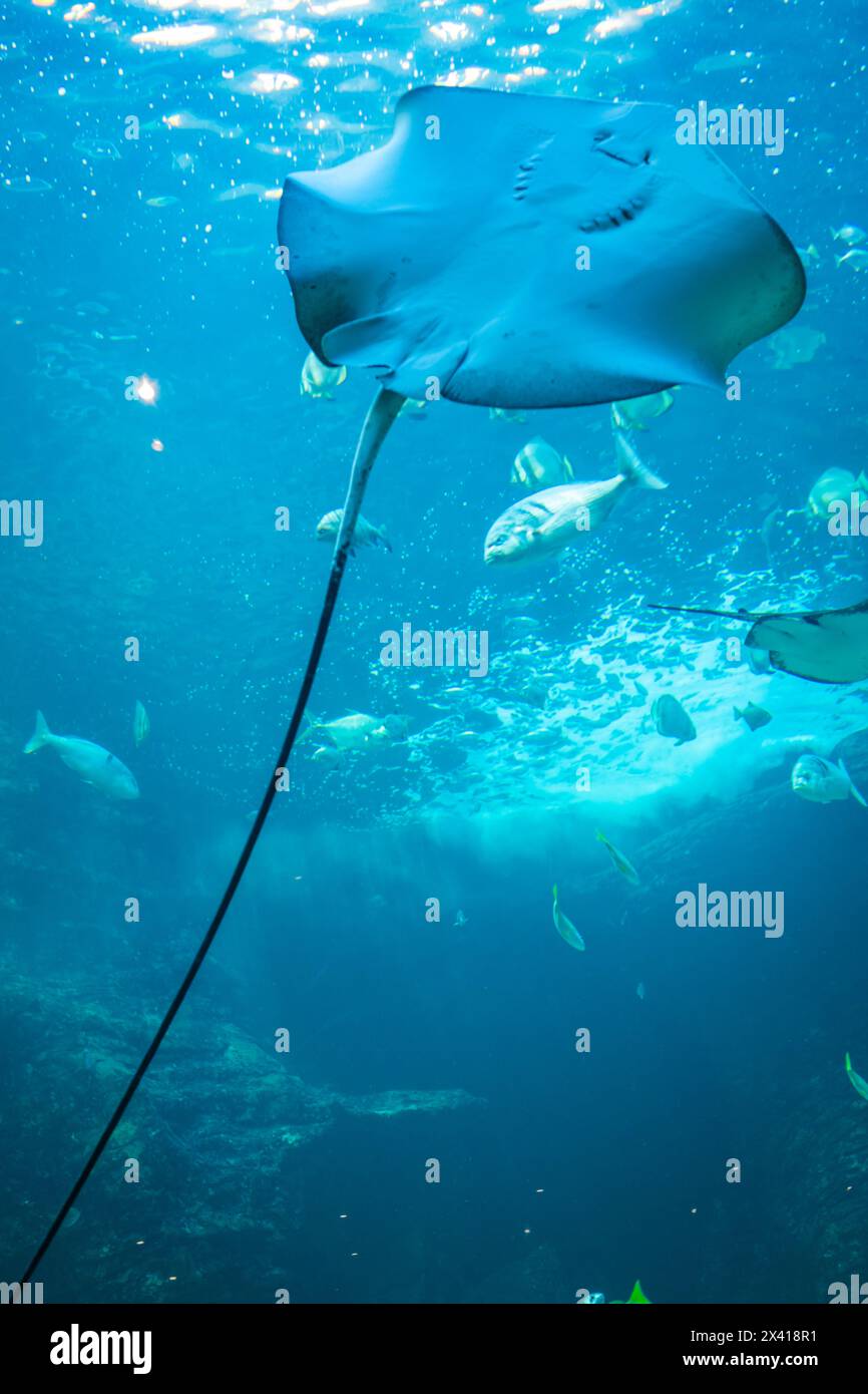 Stingray tail hi-res stock photography and images - Alamy