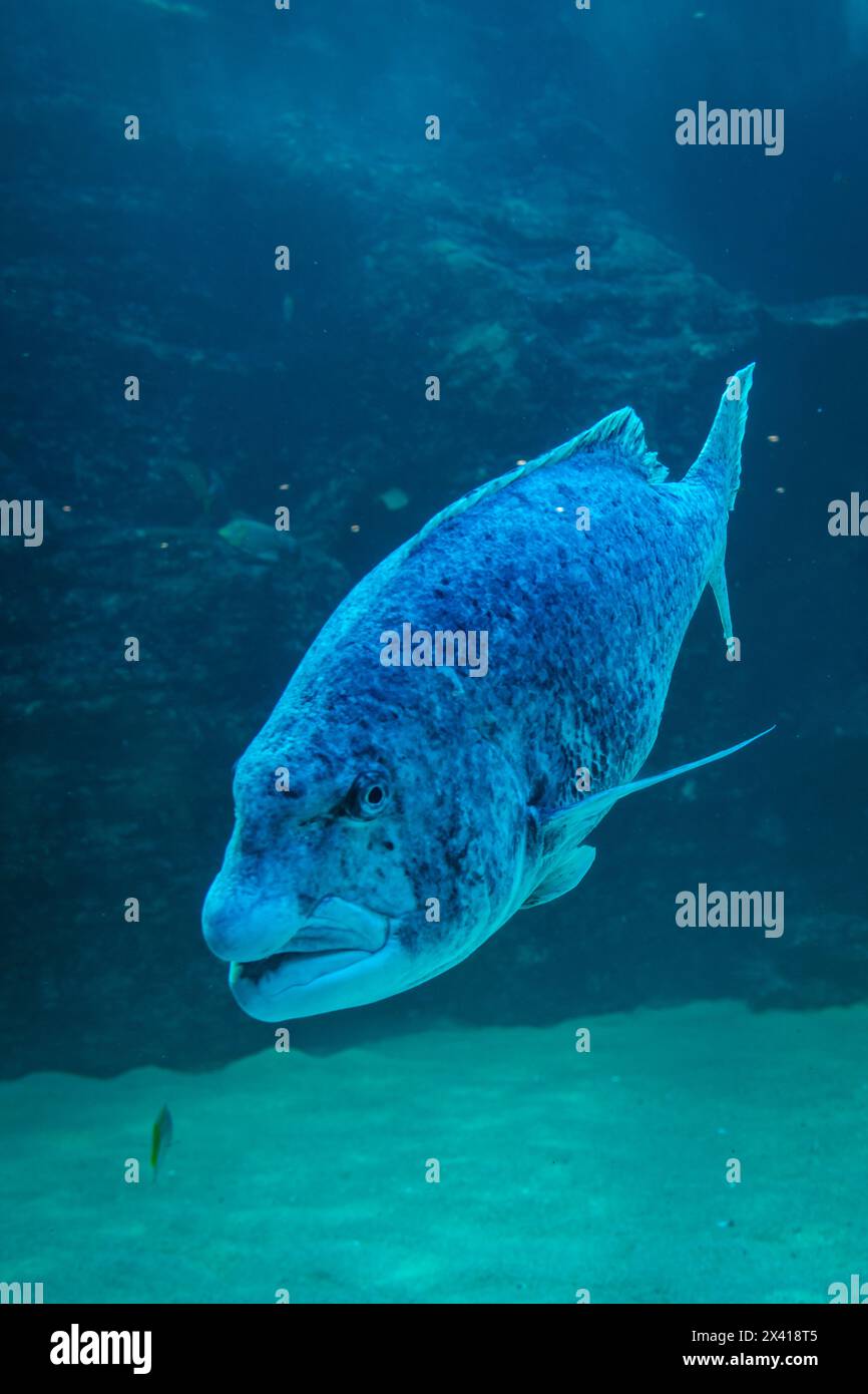 Black musselcracker Cymatoceps nasutus front Stock Photo - Alamy