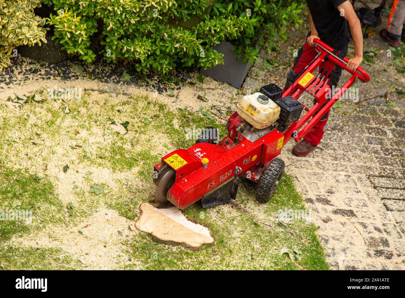 Stump tree branch pruning hi-res stock photography and images - Alamy