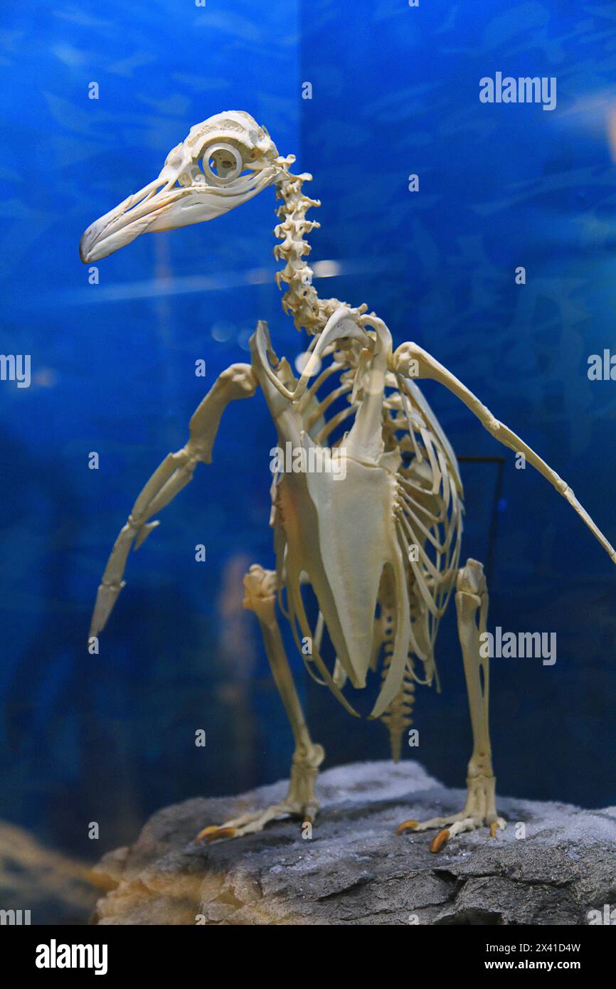 Usa, Floride, Orlando. SKELETONS: Museum Of Osteology, Penguin Stock ...