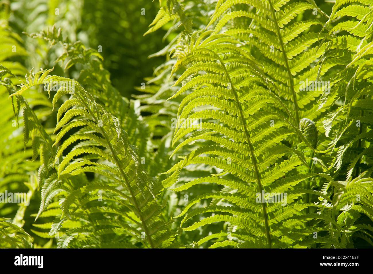 Fresh ferns hi-res stock photography and images - Alamy