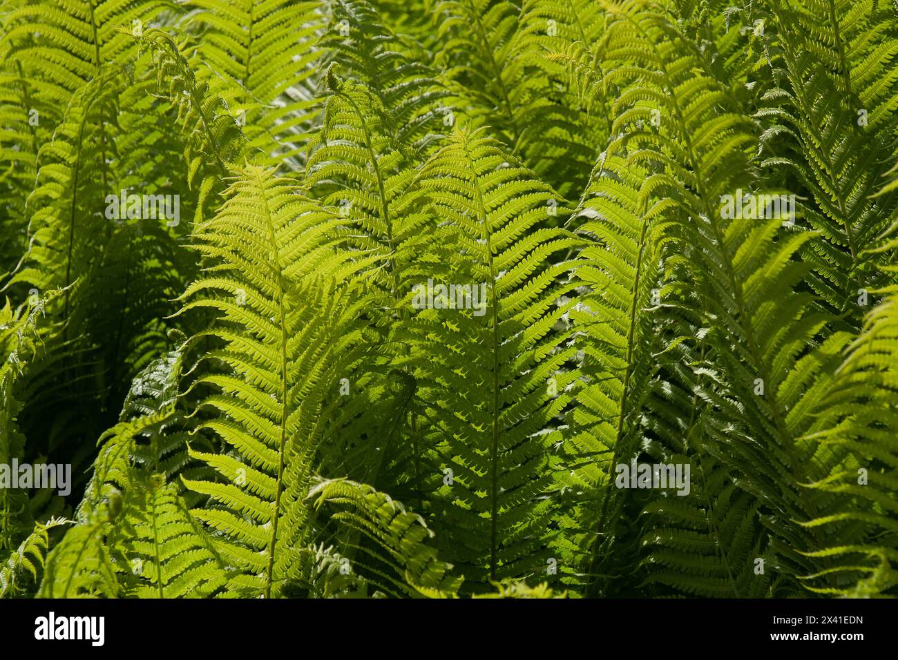Spring young ferns Stock Photo - Alamy