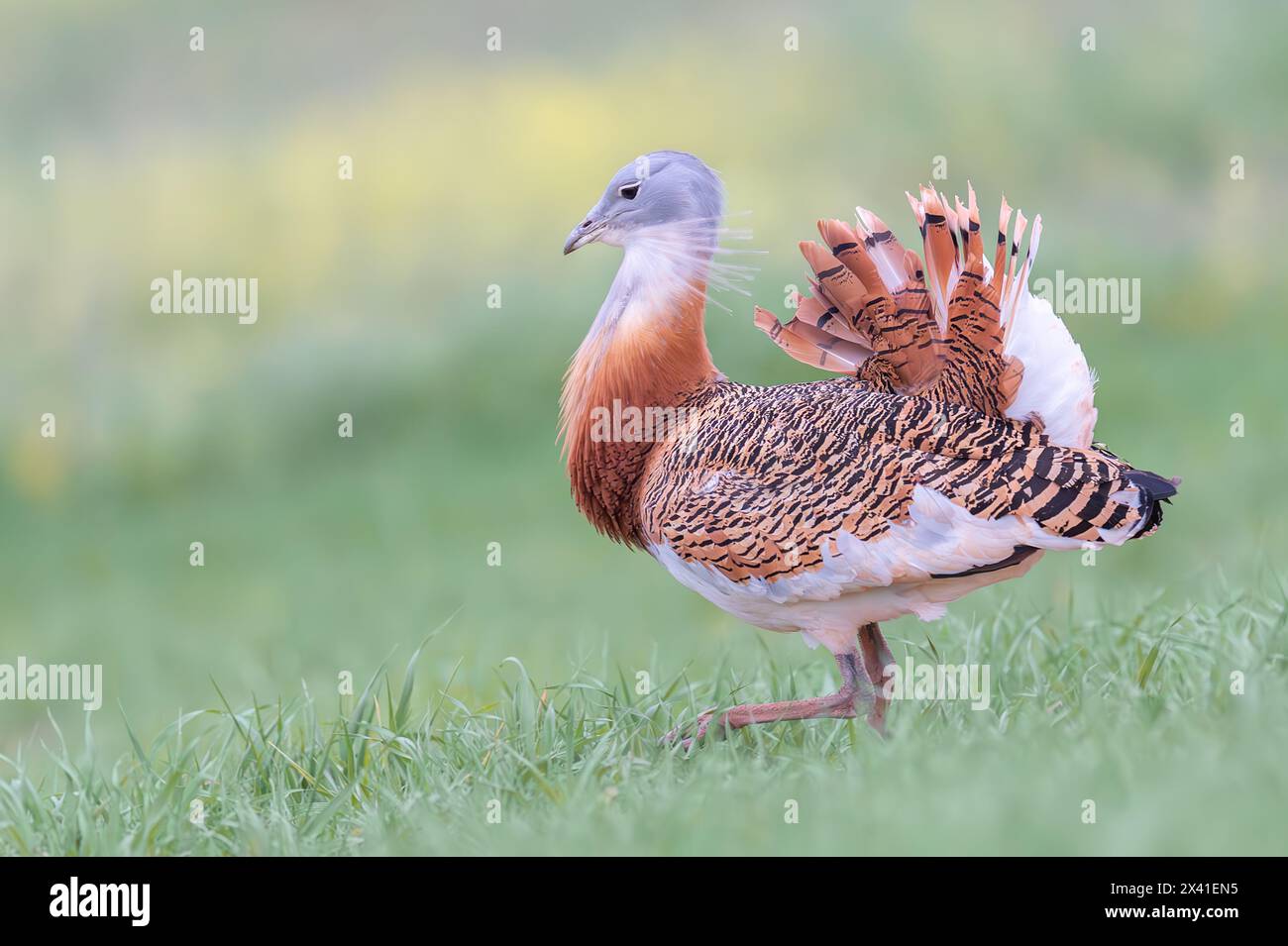 Great Bustard birding Stock Photo - Alamy