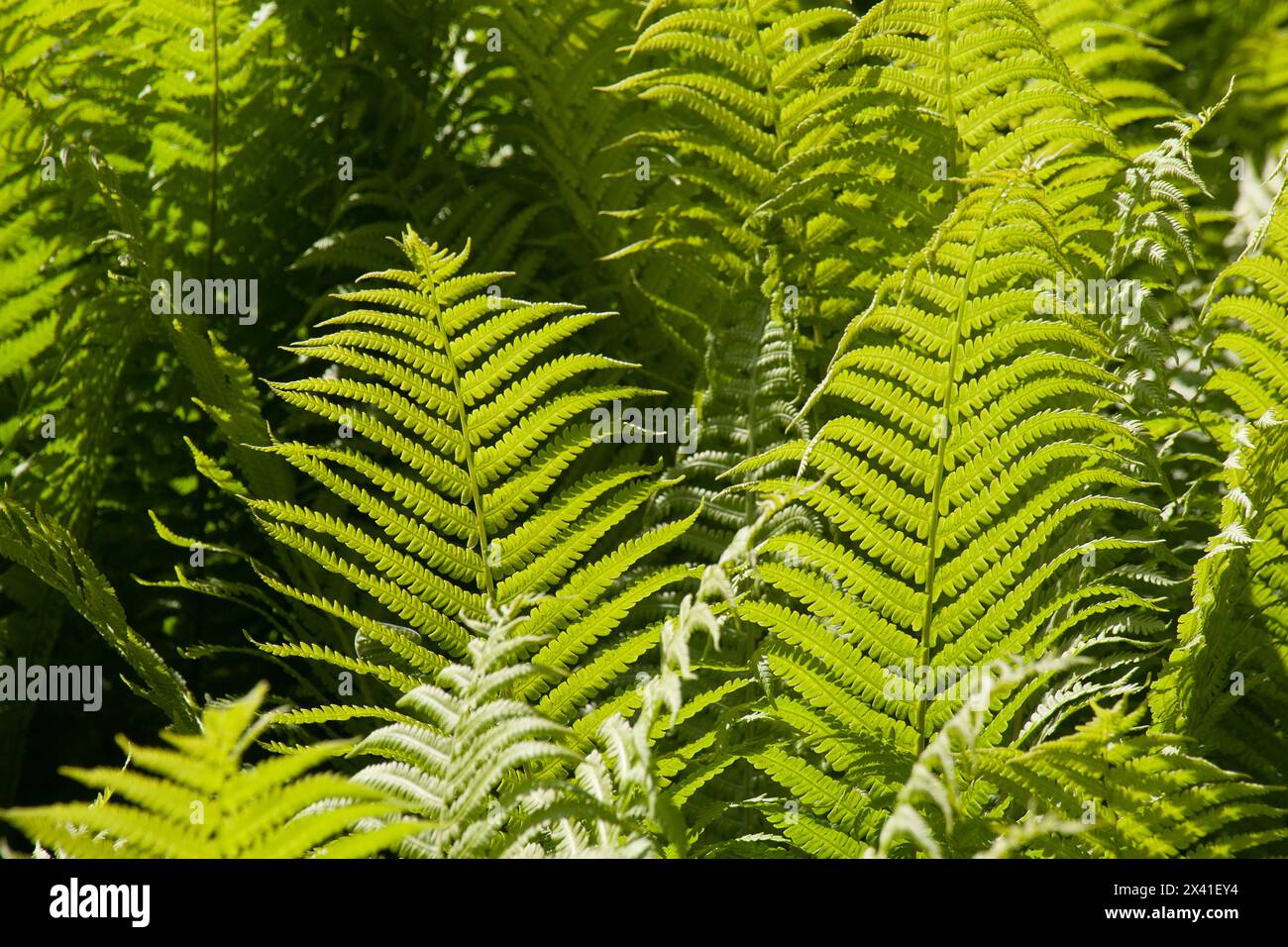 Ferns spring sunshine hi-res stock photography and images - Alamy