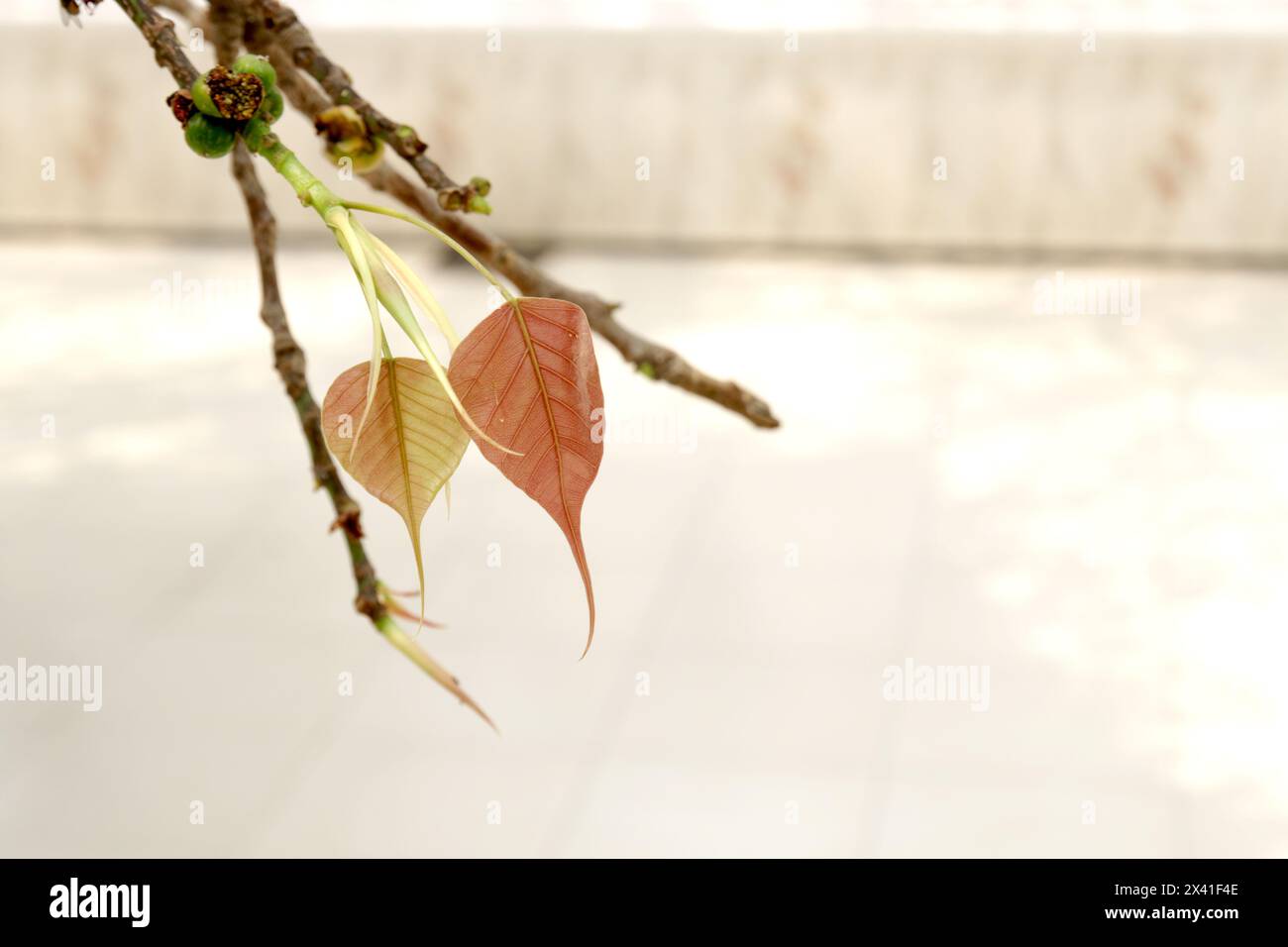 Young pink Bodhi leaves. Bodhi leaves on tree. Peepal Leaf from the ...