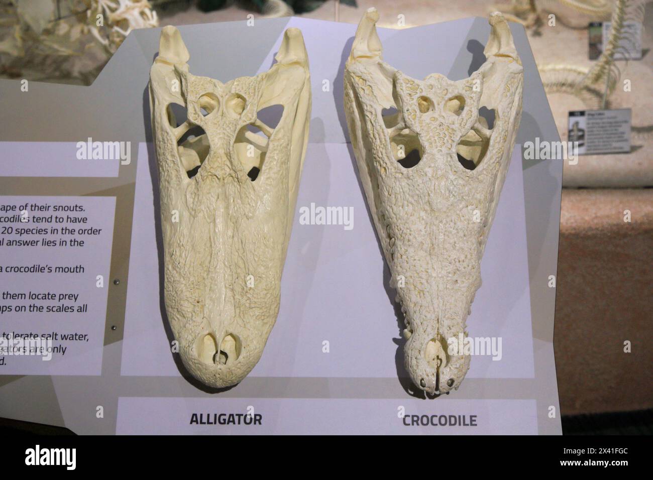 Usa, Floride, Orlando. SKELETONS: Museum Of Osteology Stock Photo - Alamy