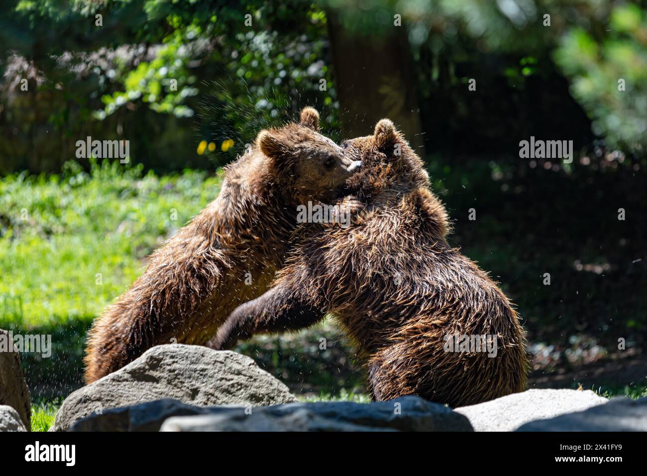 Two brown bears fighting in the river Stock Photo - Alamy