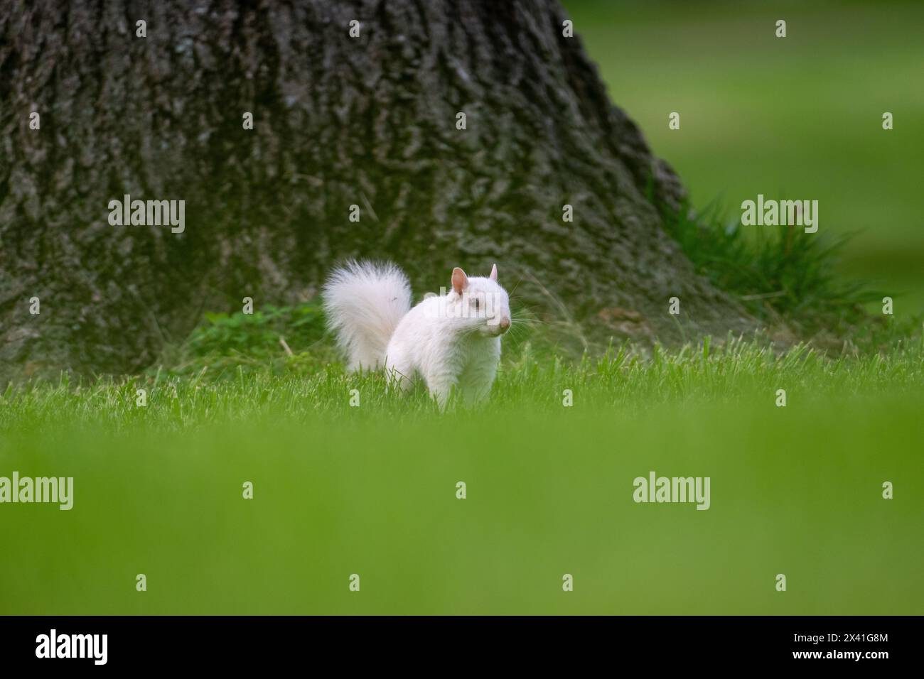 An albino eastern gray squirrel in green grass in the city park in ...