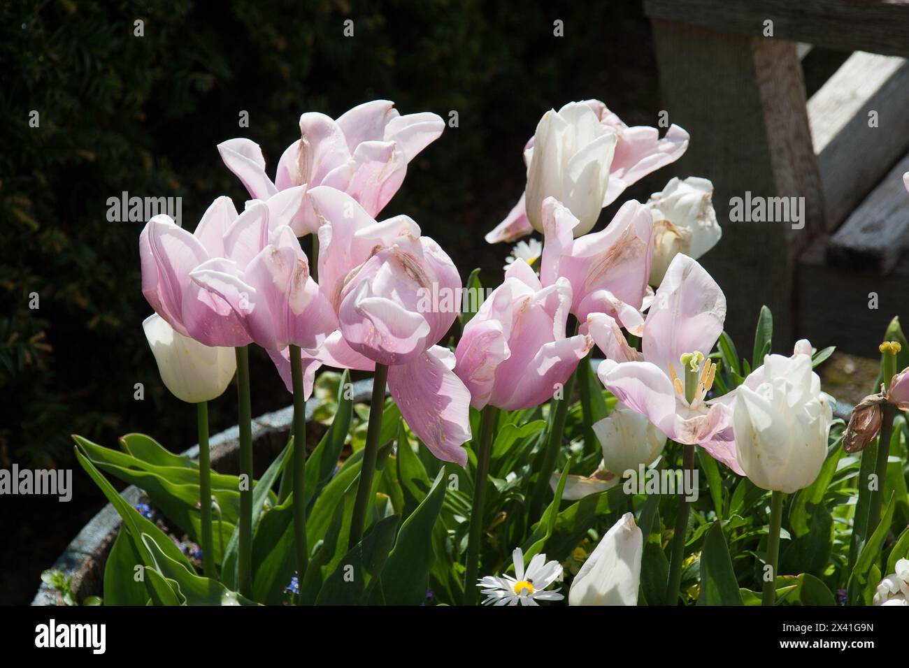Spring tulip flowers Stock Photo - Alamy
