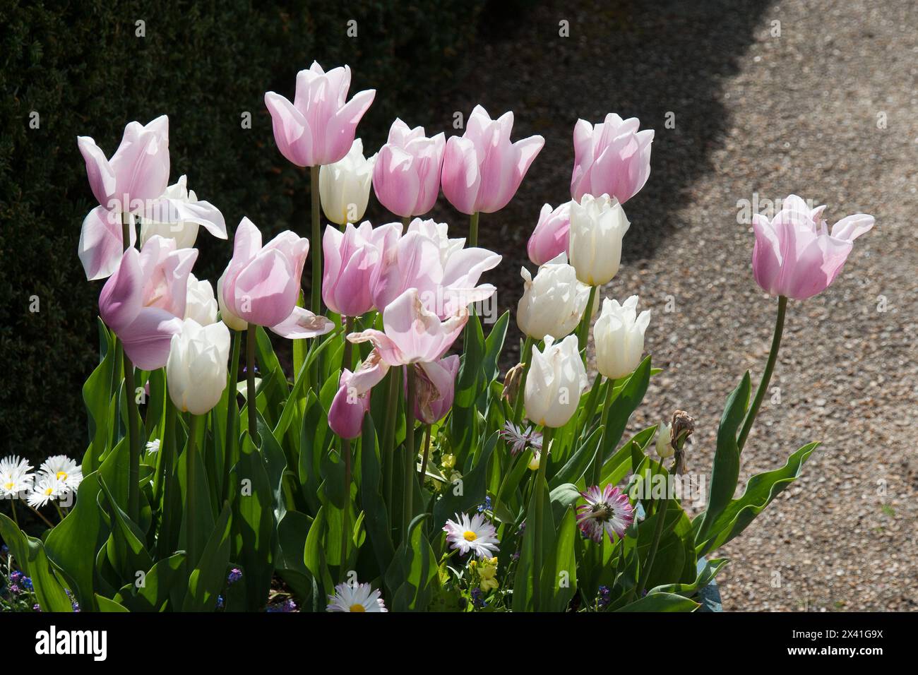 Spring tulip flowers Stock Photo - Alamy