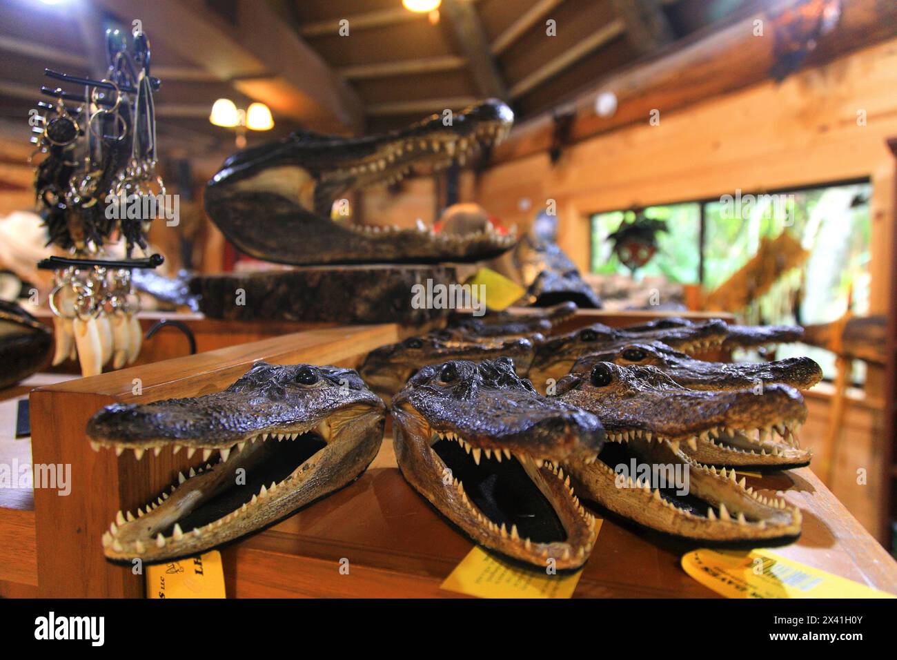 Usa, Florida. Everglades. Alligator. Alligator heads in a store Stock ...