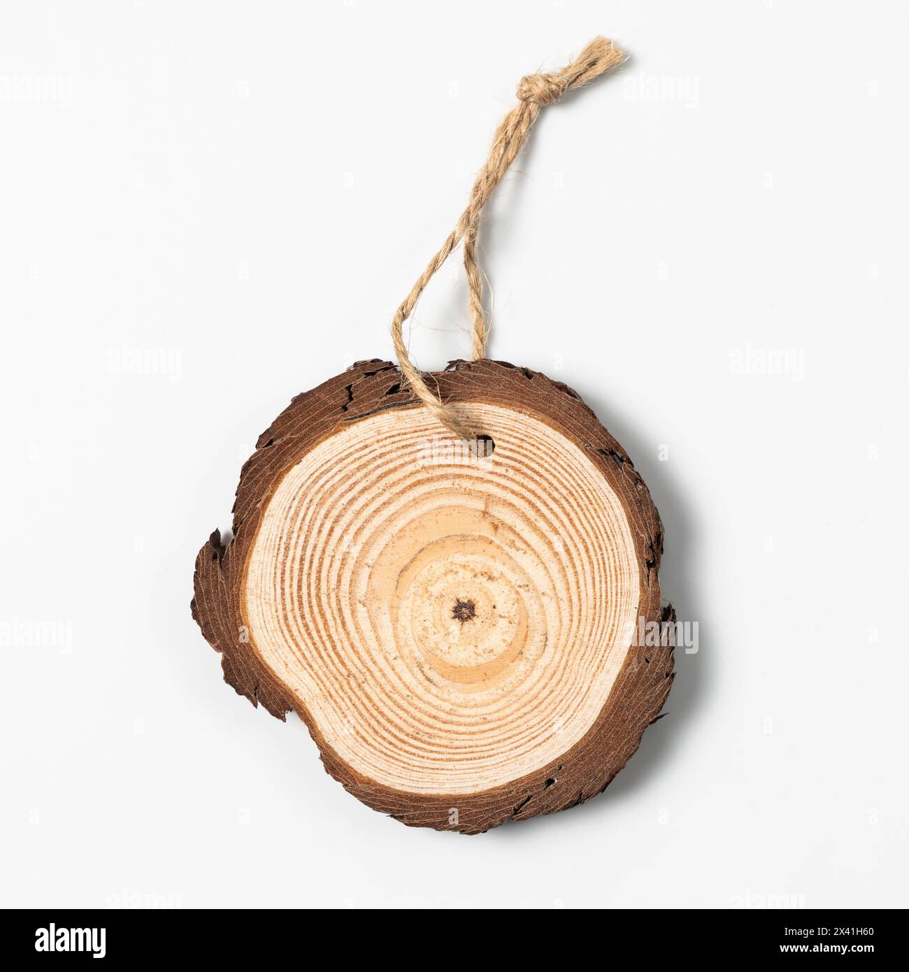 Cross section of oak grove tree trunk showing growth rings isolated on ...