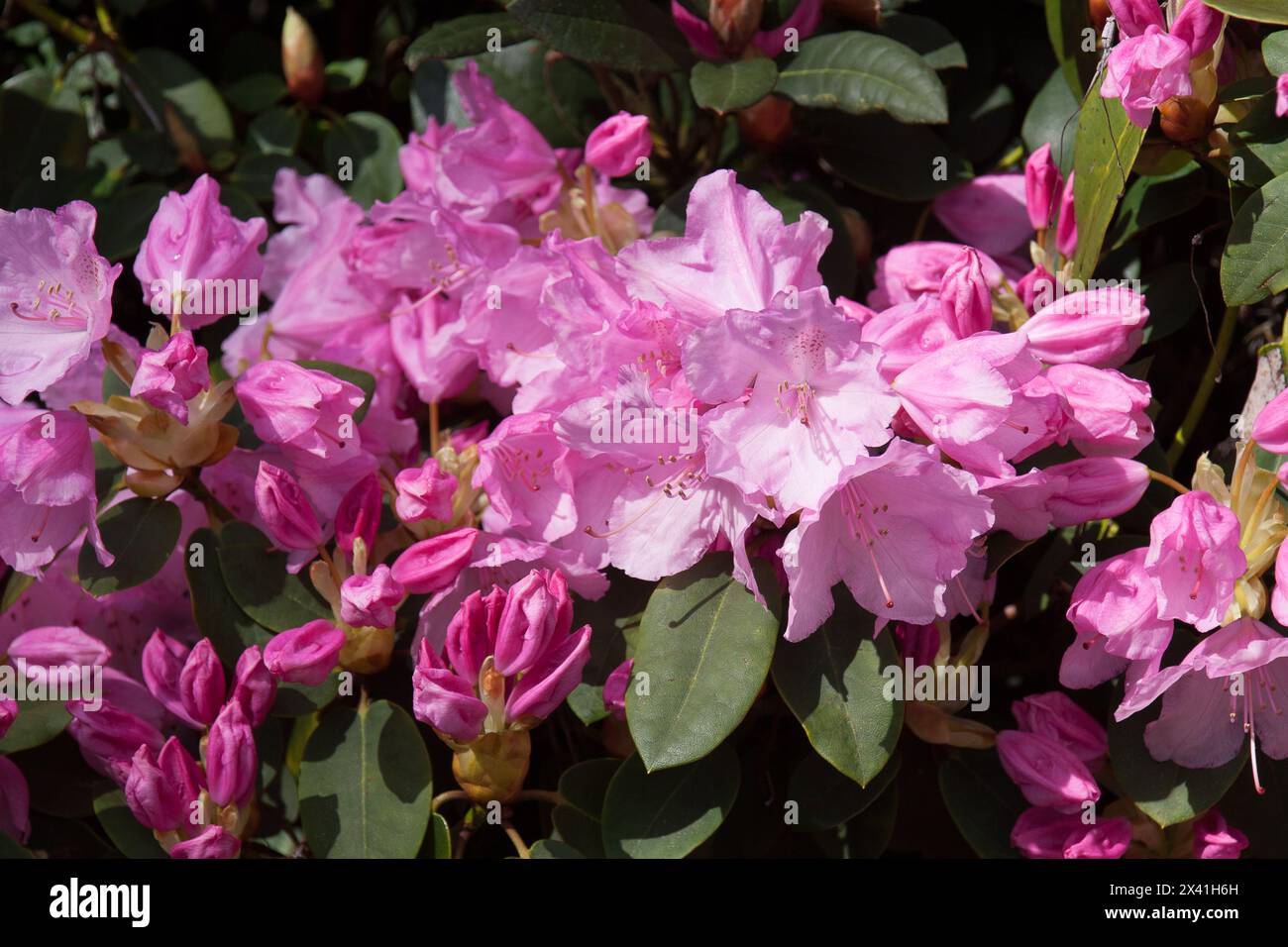 Rhododendrons plants hi-res stock photography and images - Alamy