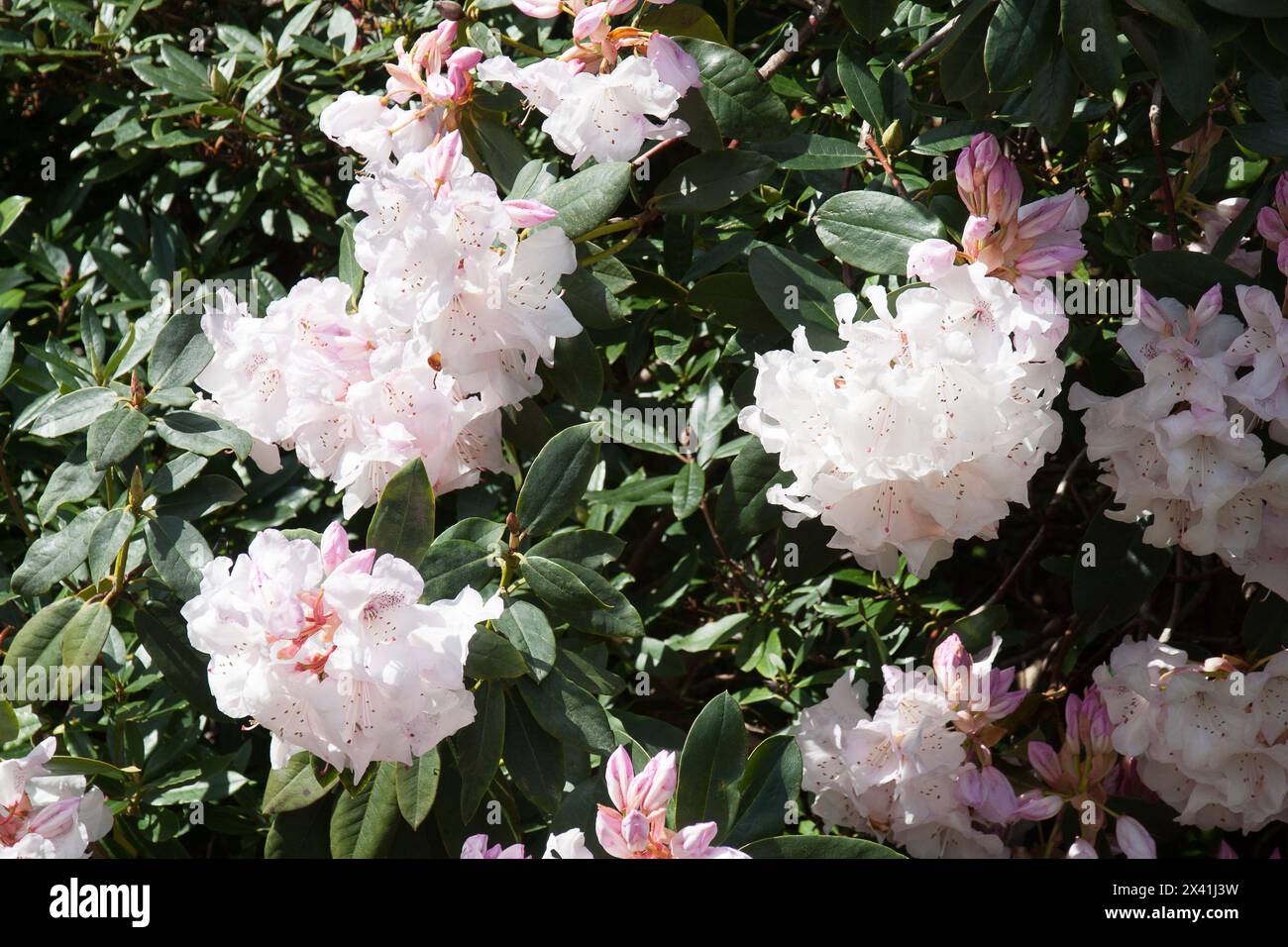Spring rhododendrons flowers Stock Photo - Alamy