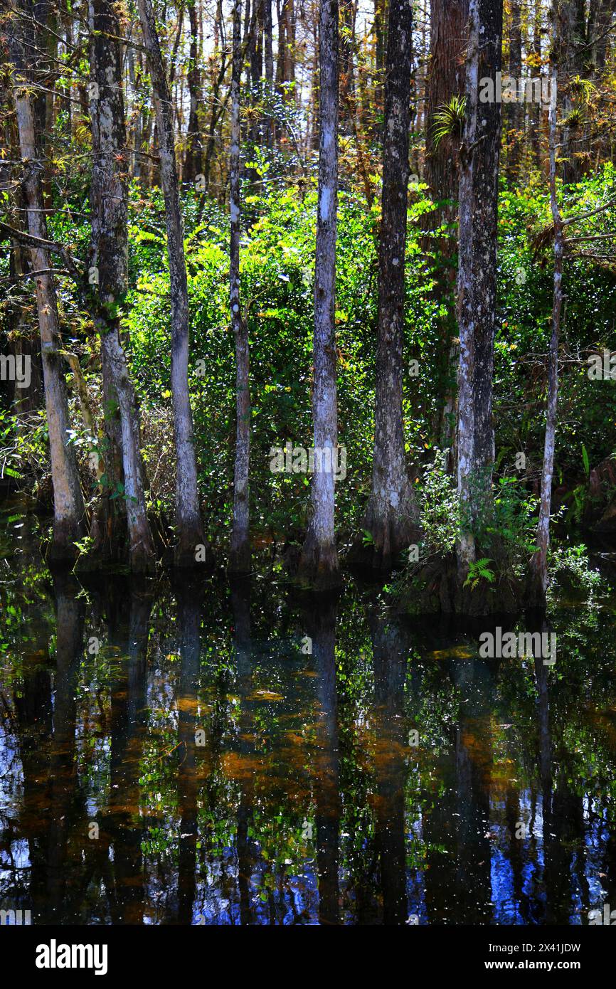 Loop road florida hi-res stock photography and images - Alamy
