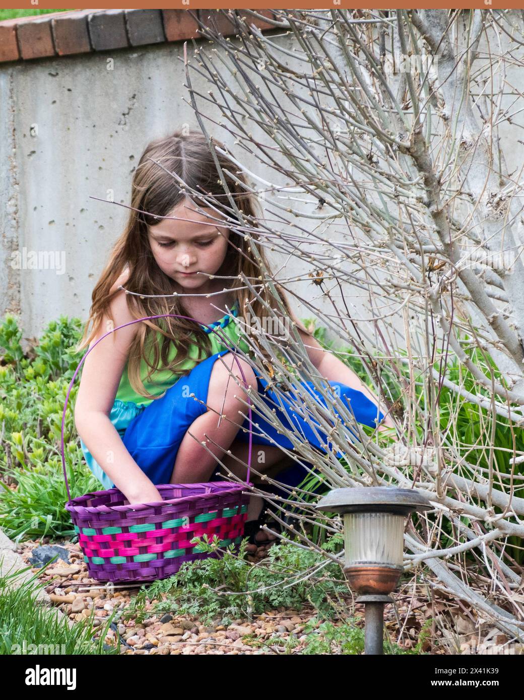 Six year old Caucasian girl looks at eggs she has gathered on an Easter Egg hunt. USA Stock ...