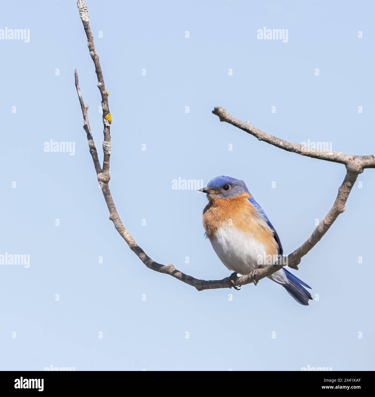 Male Eastern Bluebird on a curved branch in springtime Stock Photo - Alamy