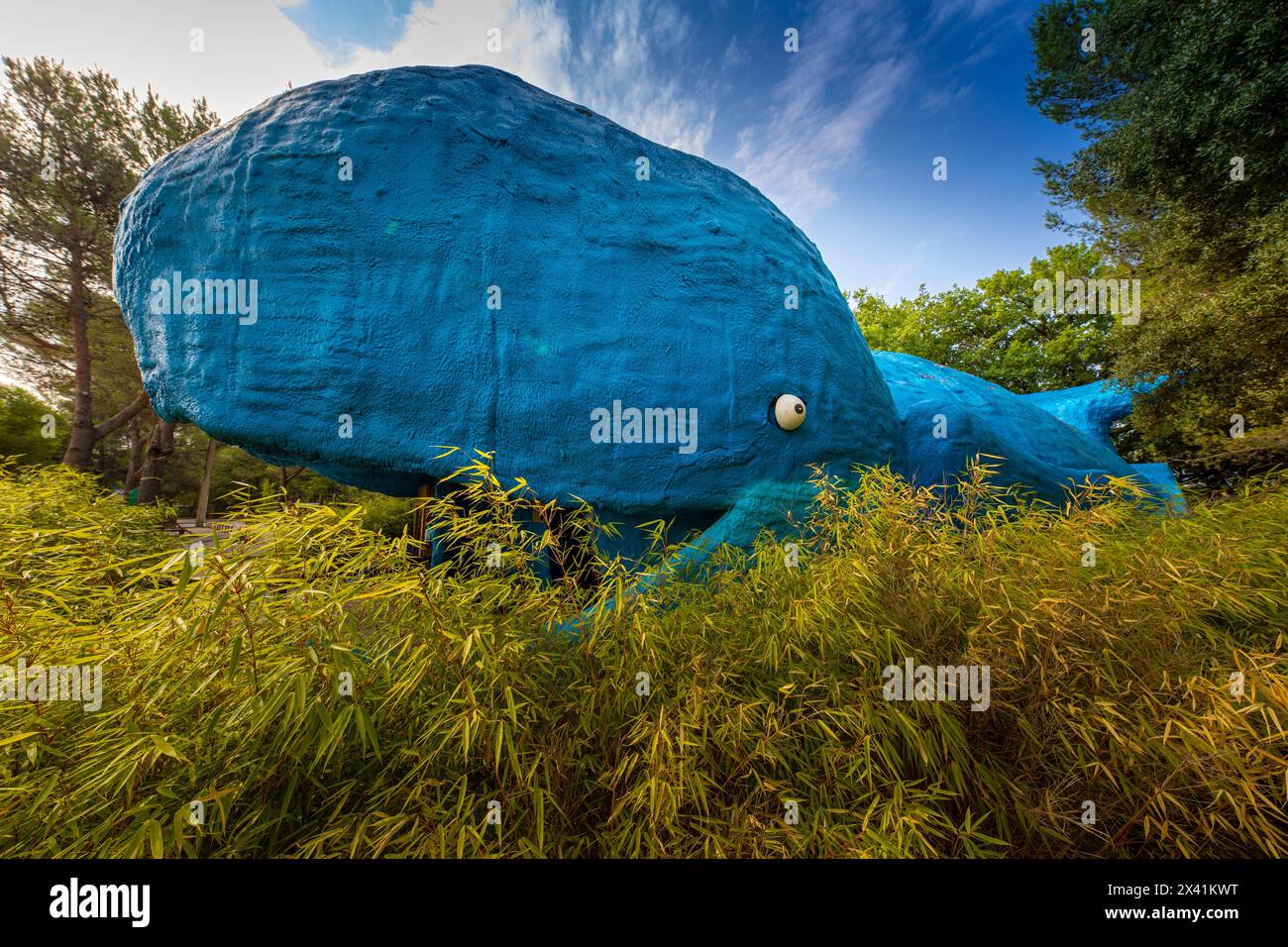 Whale anatomy hi-res stock photography and images - Alamy