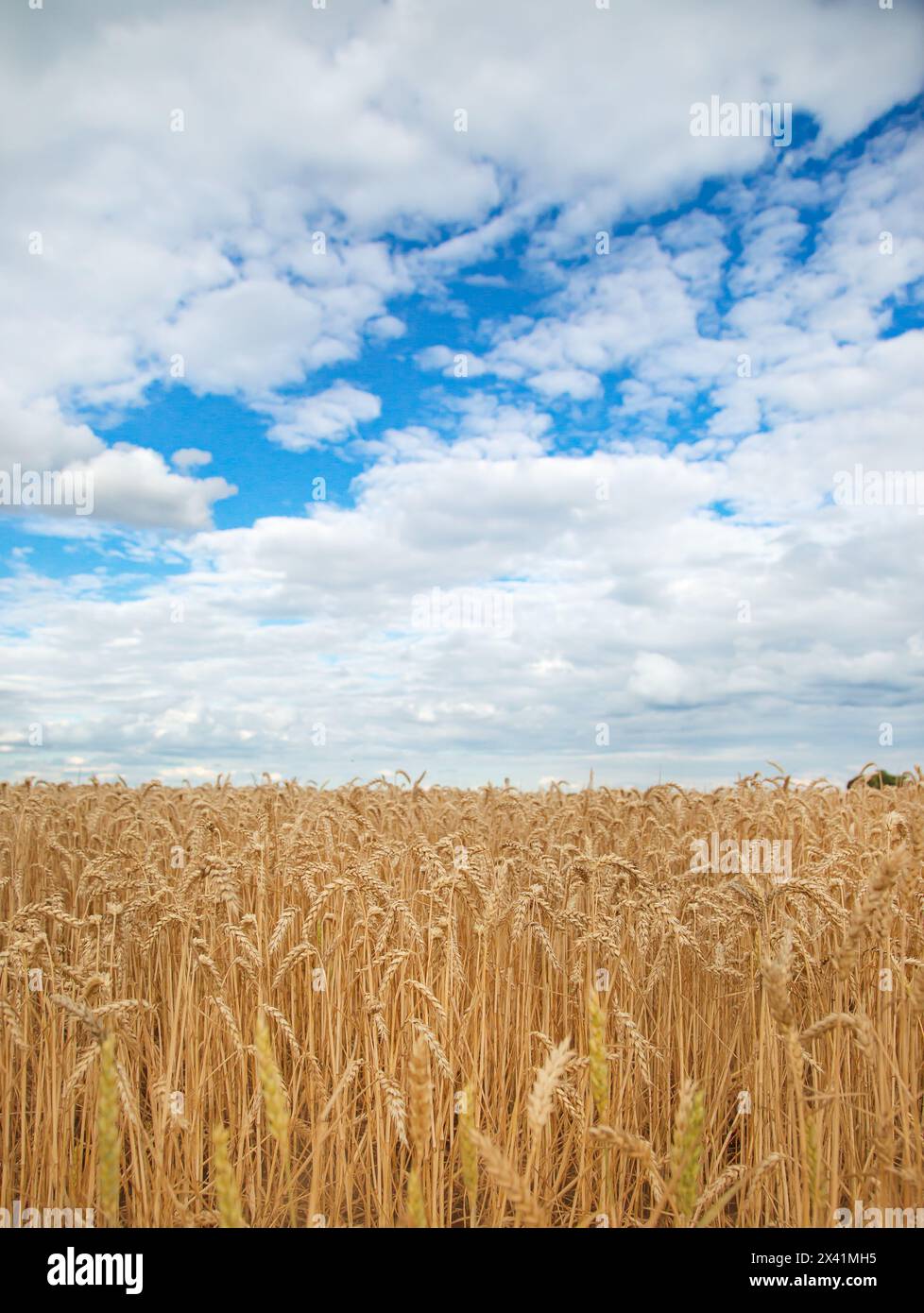 Field of ripe wheat under blue sky with clouds, harvest season ...