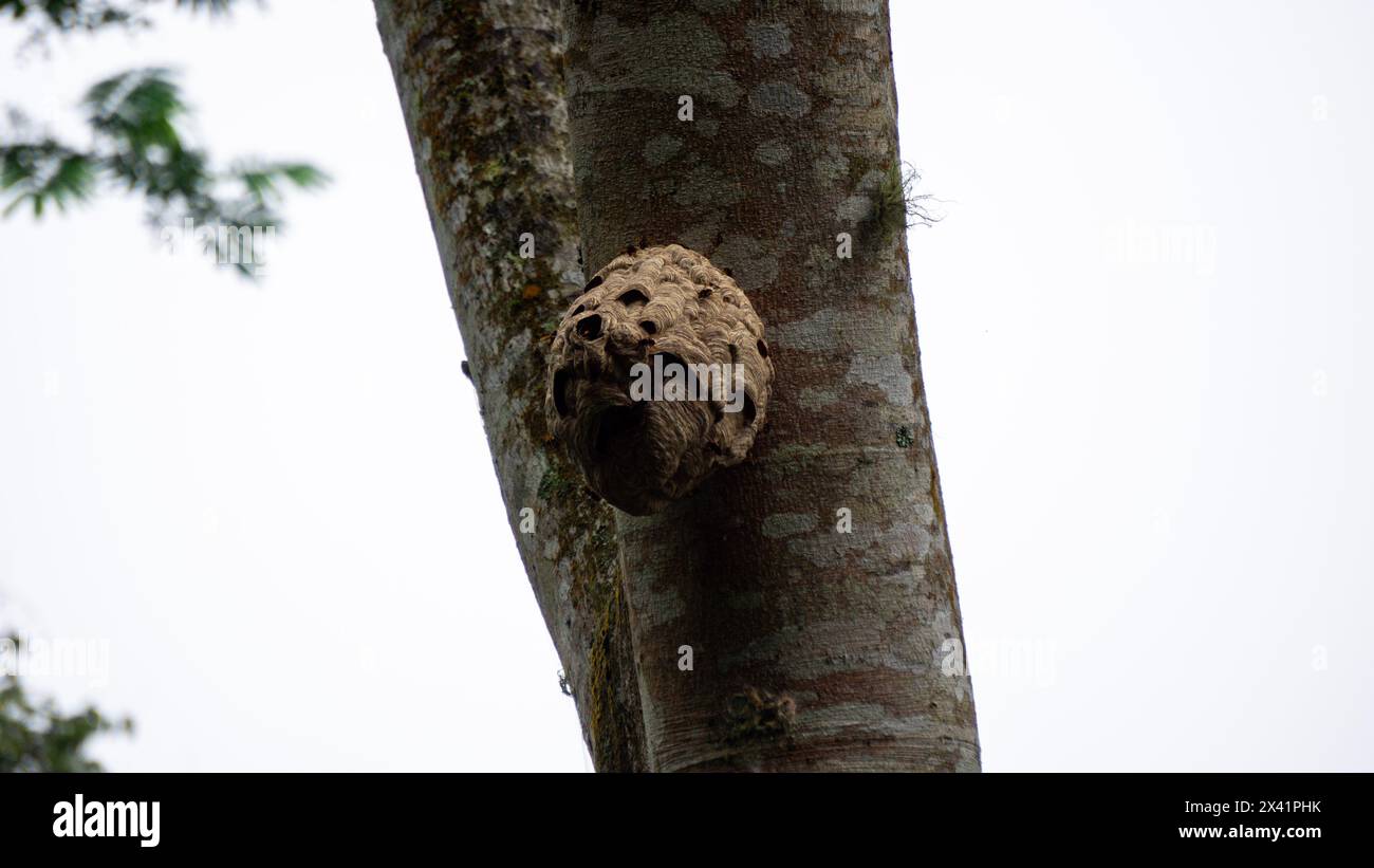 Beehive in a tree with trees and sky background Stock Photo - Alamy