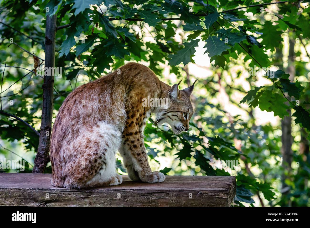 Portrait of a sitting lynx, profile Stock Photo - Alamy