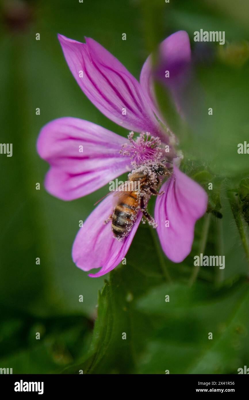 Close-up of a honey bee pollinating vibrant purple Common Mallow ...