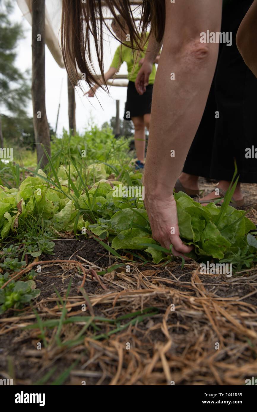 A person is touching a plant in a garden. The plant is a leafy green ...