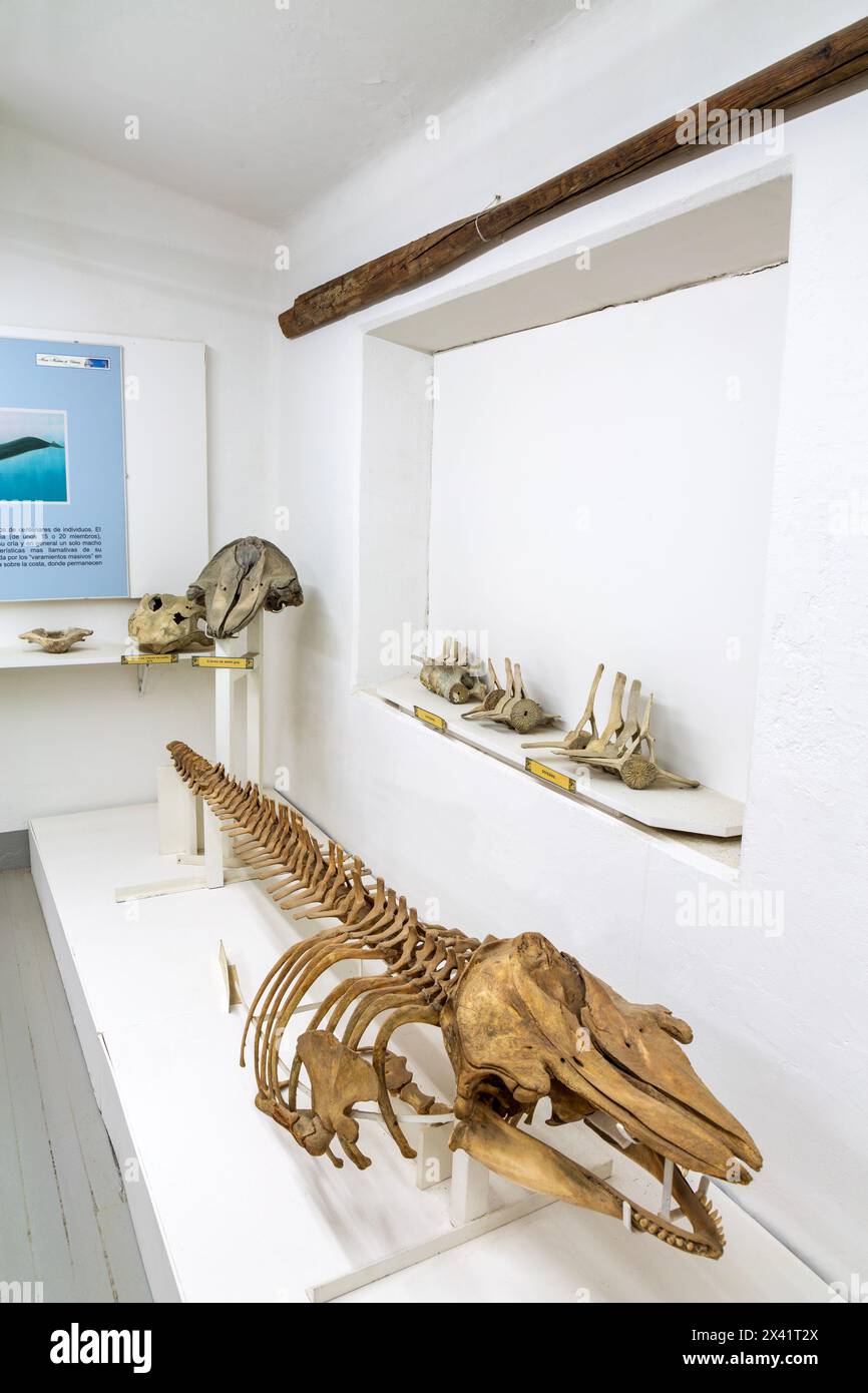 Pilot Whale skeleton, Jail & Military Prison Museum, Ushuaia, Tierra ...