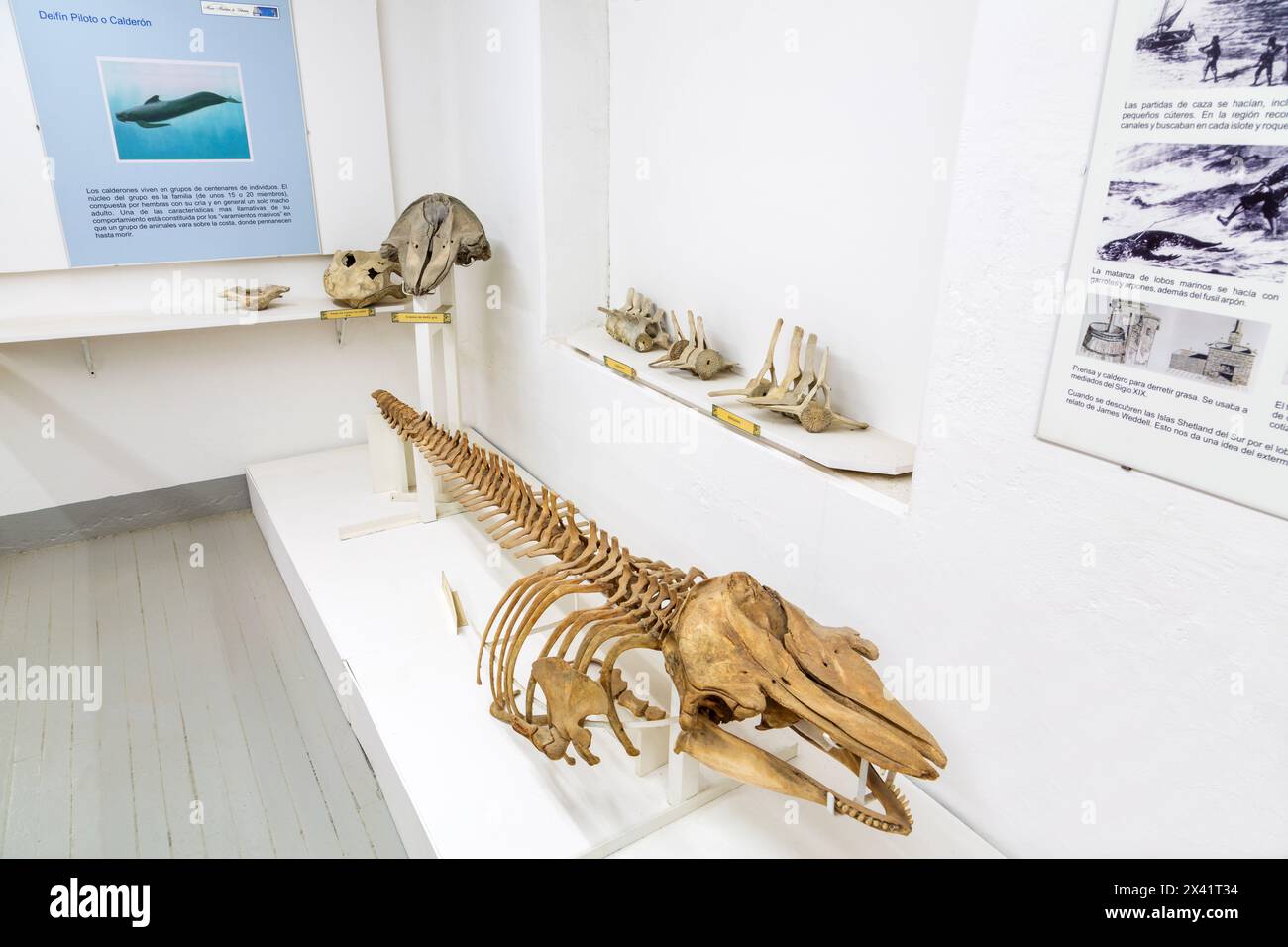 Pilot Whale skeleton, Jail & Military Prison Museum, Ushuaia, Tierra ...