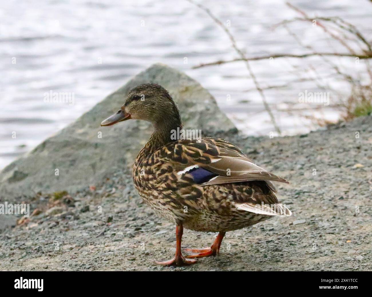 Mallard hen at Shubi Canal, Shubi Park, Dartmouth Nova Scotia Stock ...